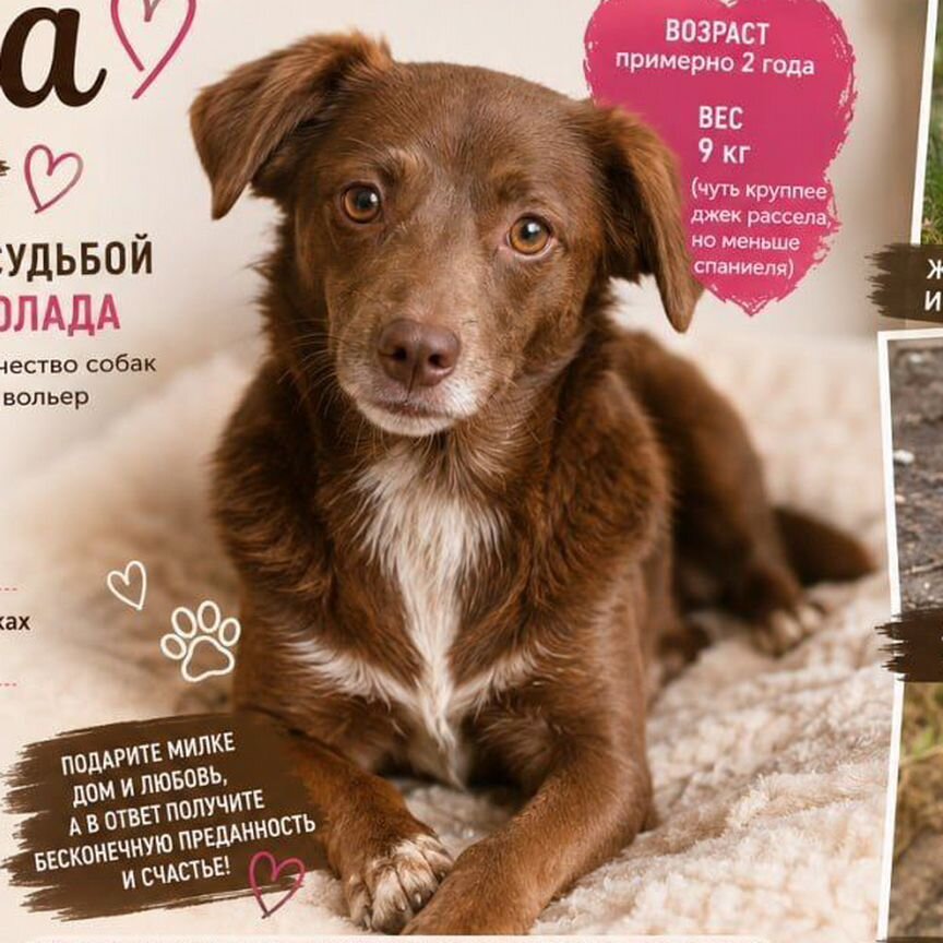 Взрослая собака в добрые руки
