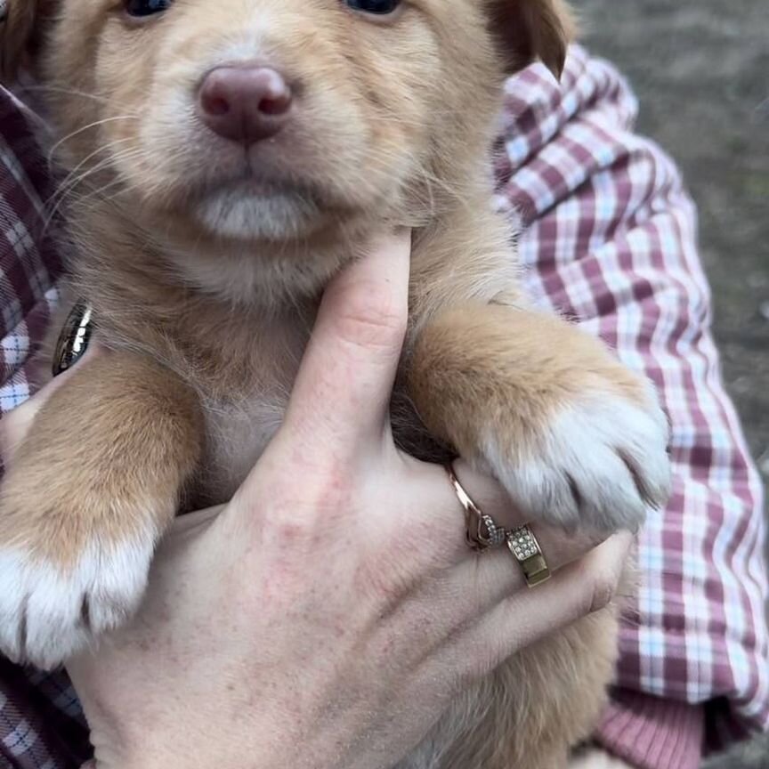 Сладкая девочка Шаня идёт маму и папу