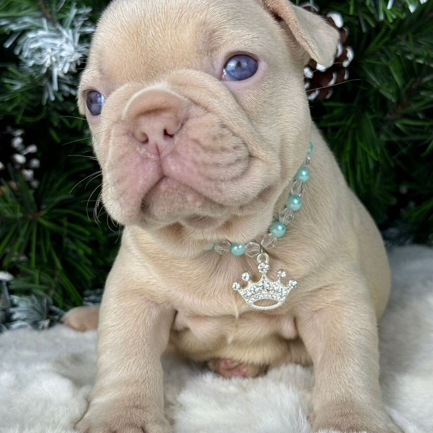 Французский бульдог щенки Изабелла