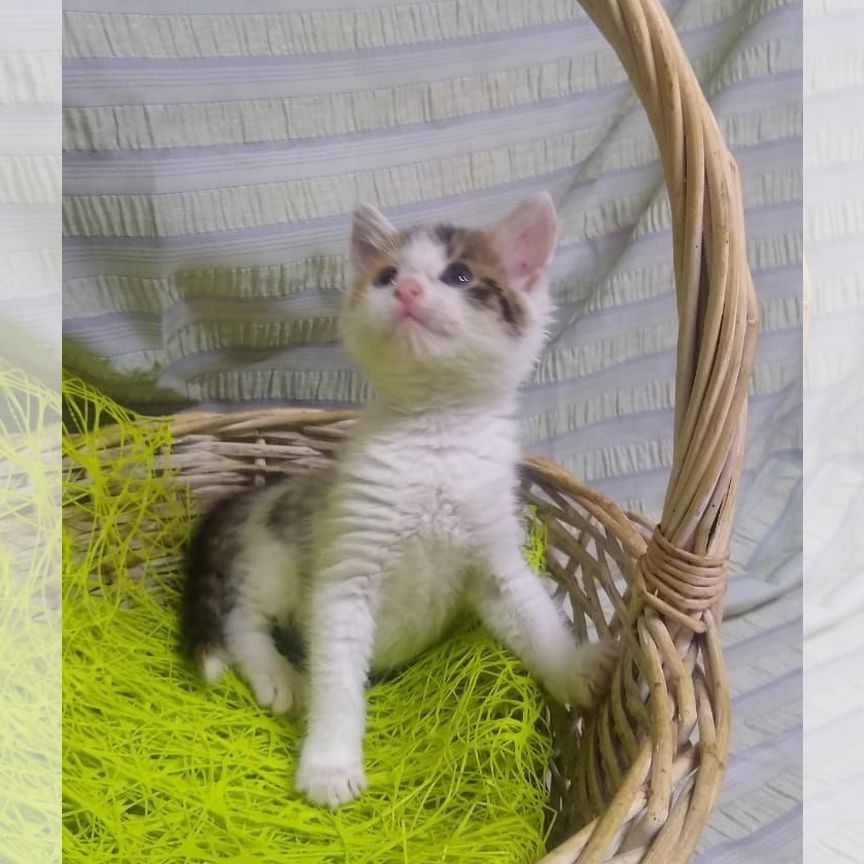 Котенок трехцветная