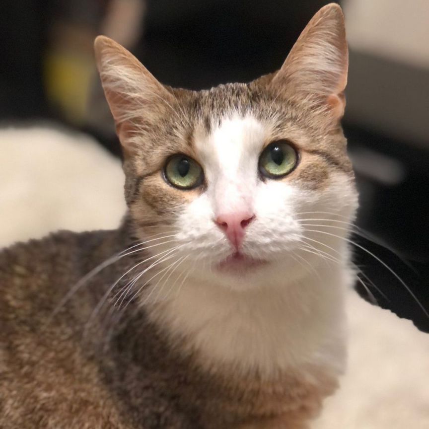 Кошечка Лола