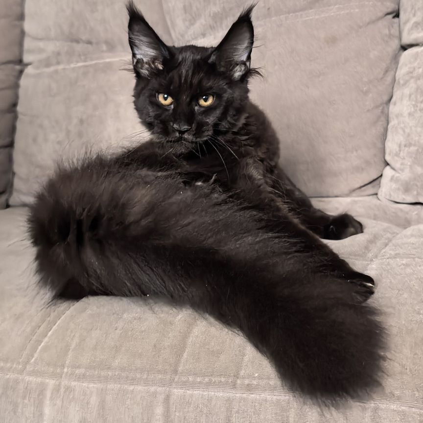 Мейн-кун котёнок