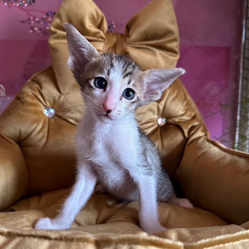 Ориентальный котёнок