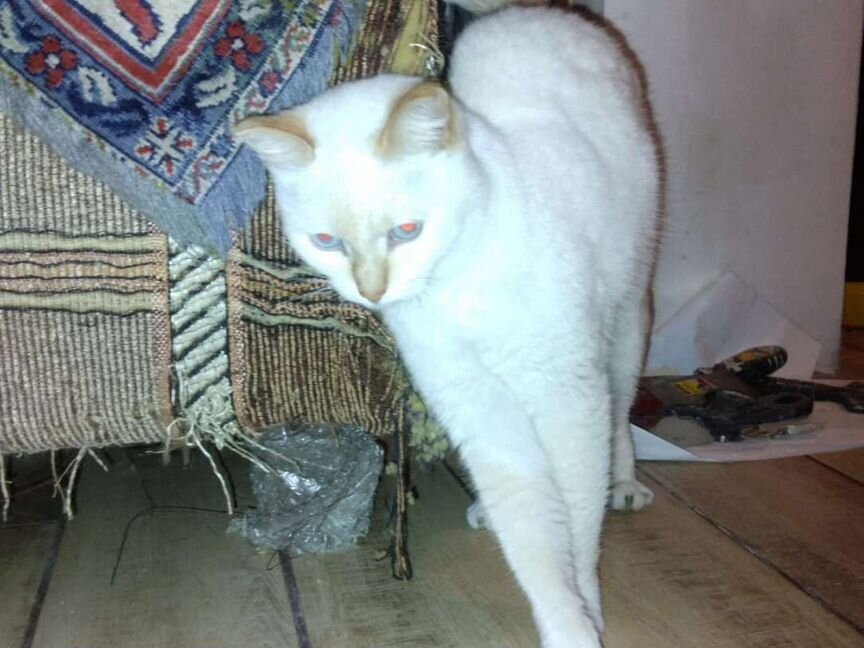 Кошечка Сима