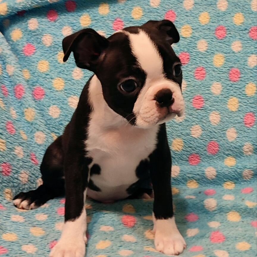 Мальчик бостон бостонтерьер