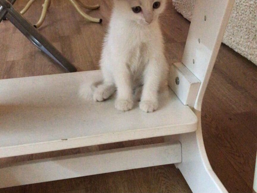 Отдам котенка,домашняя девочка, 2 месяца