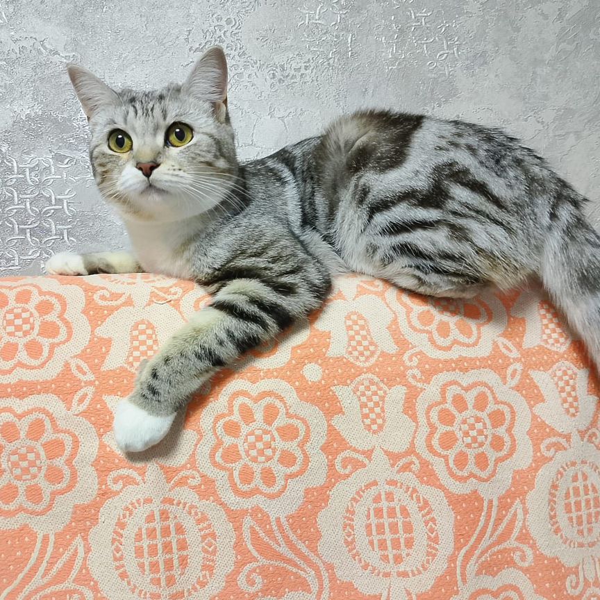 Домашние животные кошки