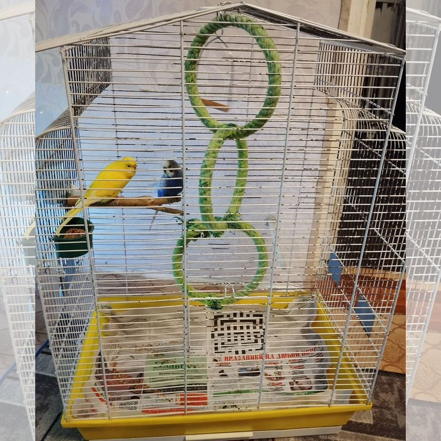 Волнистый попугай с клеткой