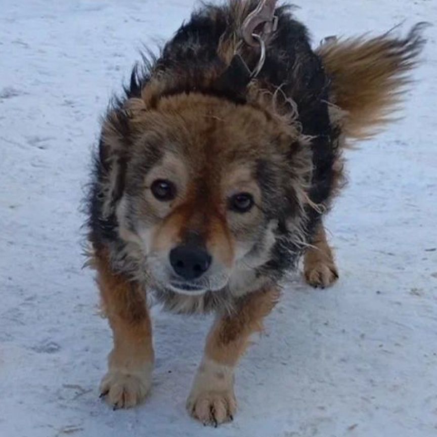 Взрослая собака в добрые руки