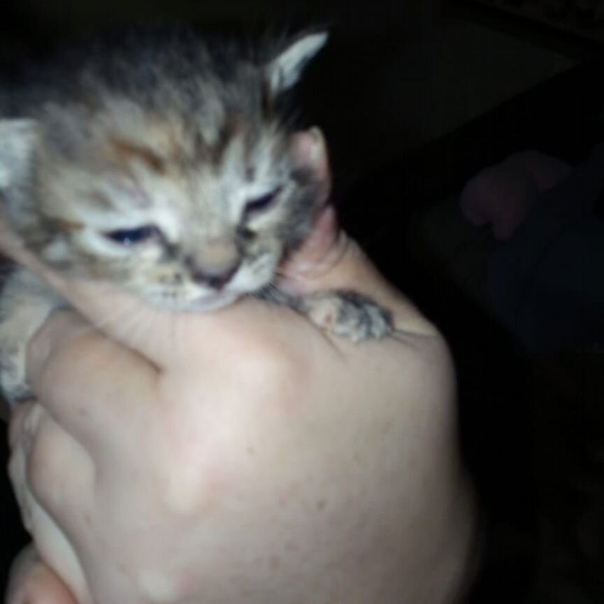 Отдадим маленьких Котяток :)