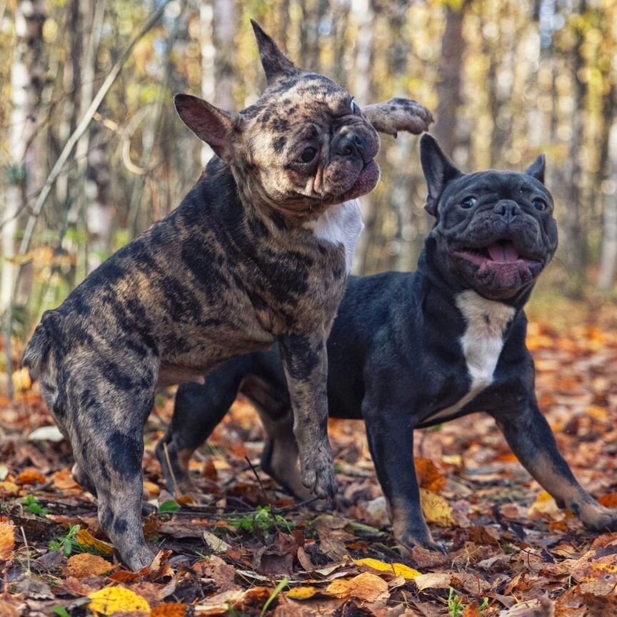 Французский бульдог, щенок