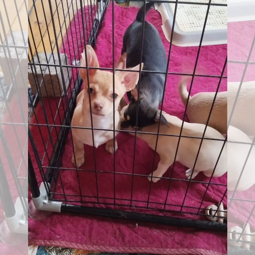 Чихуахуа, щенок