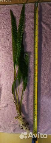 Криптокорина