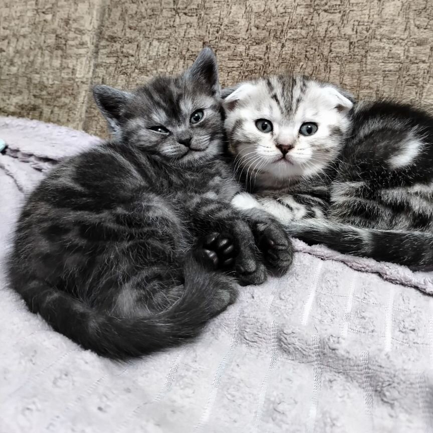Шотландские котята девочки