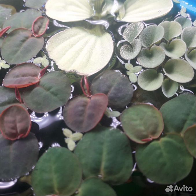 Сальвиния,филлантус,пистия,роголистник