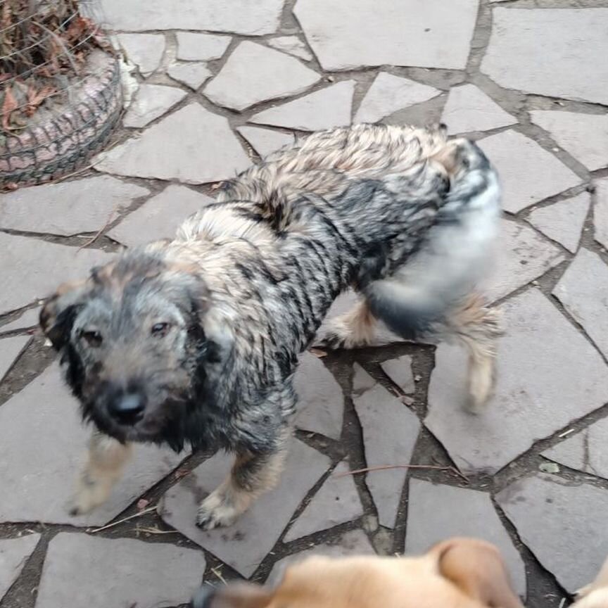 Древер, щенок