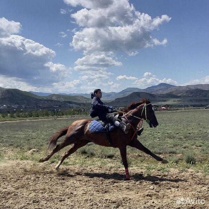 Английская чистокровная лошадь