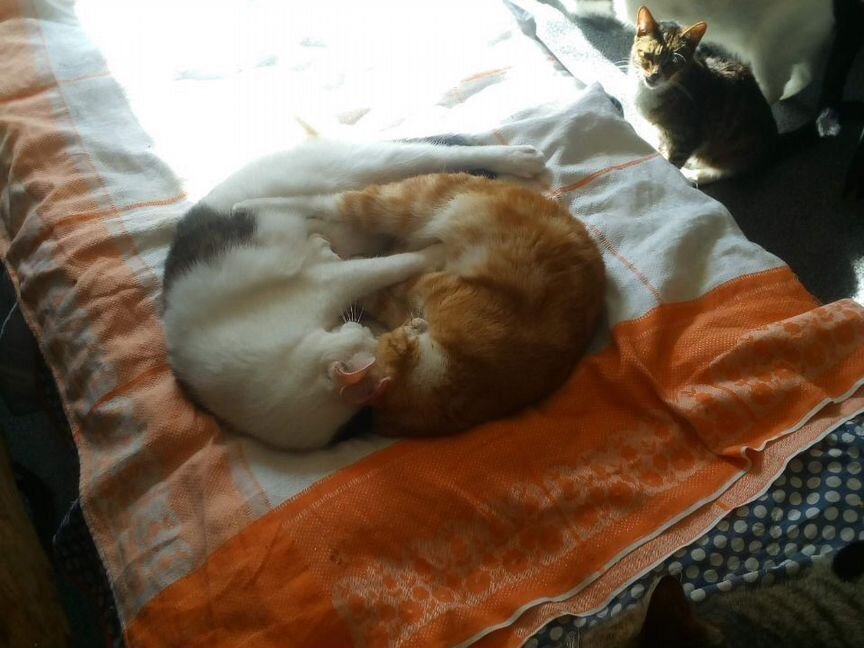 Котики ждут Вашей помощи