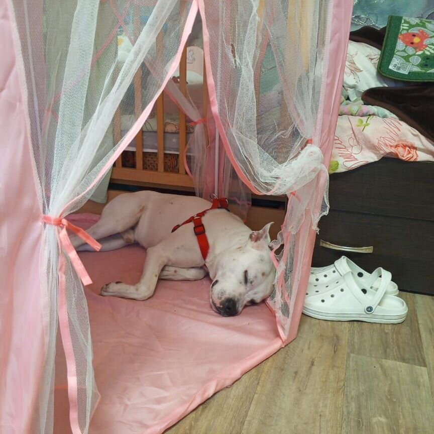 Собака в добрые руки отдам бесплатно