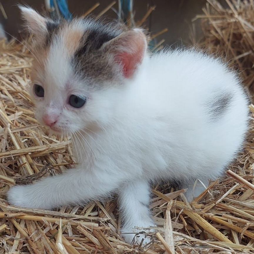 В добрые руки котята