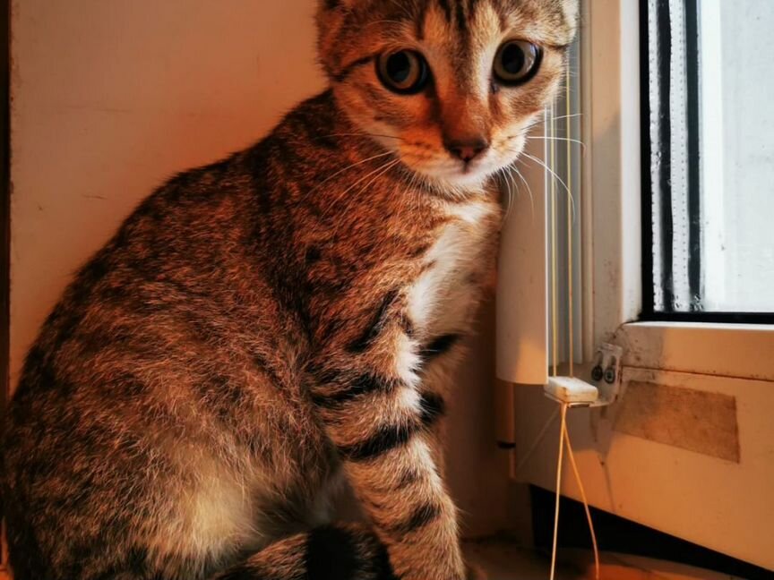 Котенок, девочка