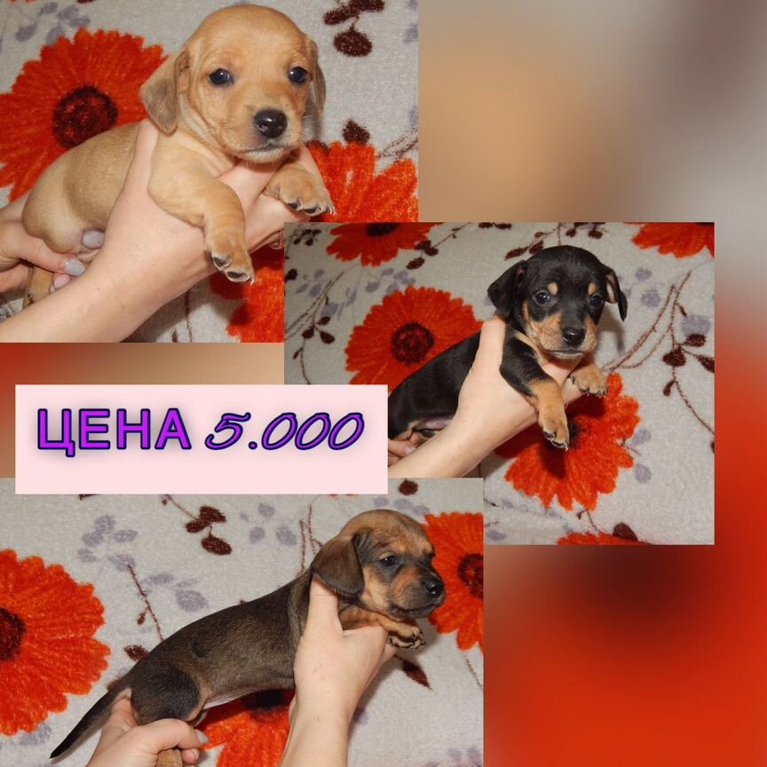 Щенята таксы,чистокровные