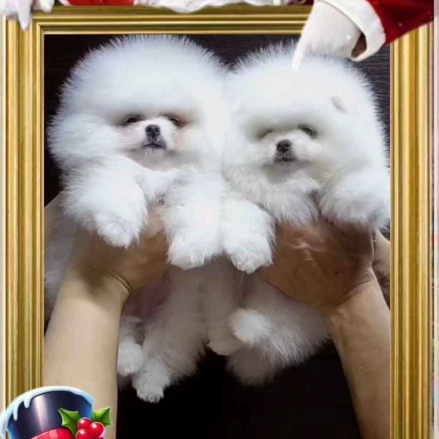 Померанский шпиц, щенок