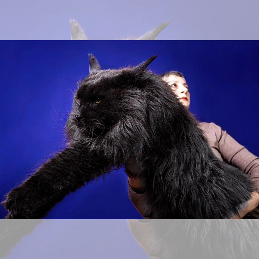 Мейн-кун котёнок