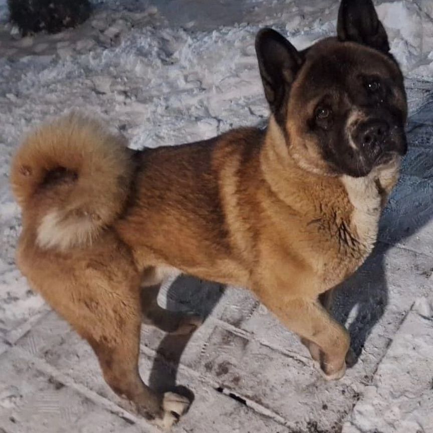 Американская акита мальчик