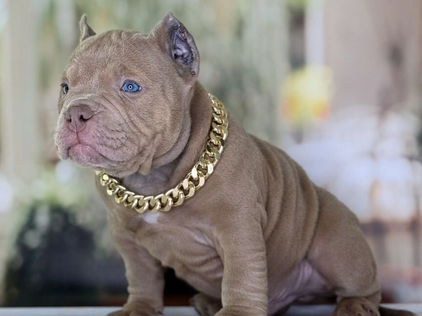 Щенок ам.булли лилак