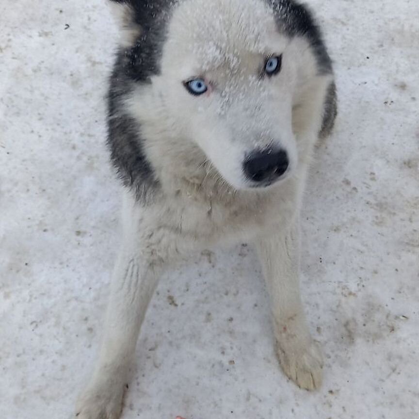 Кто потерял Хаски