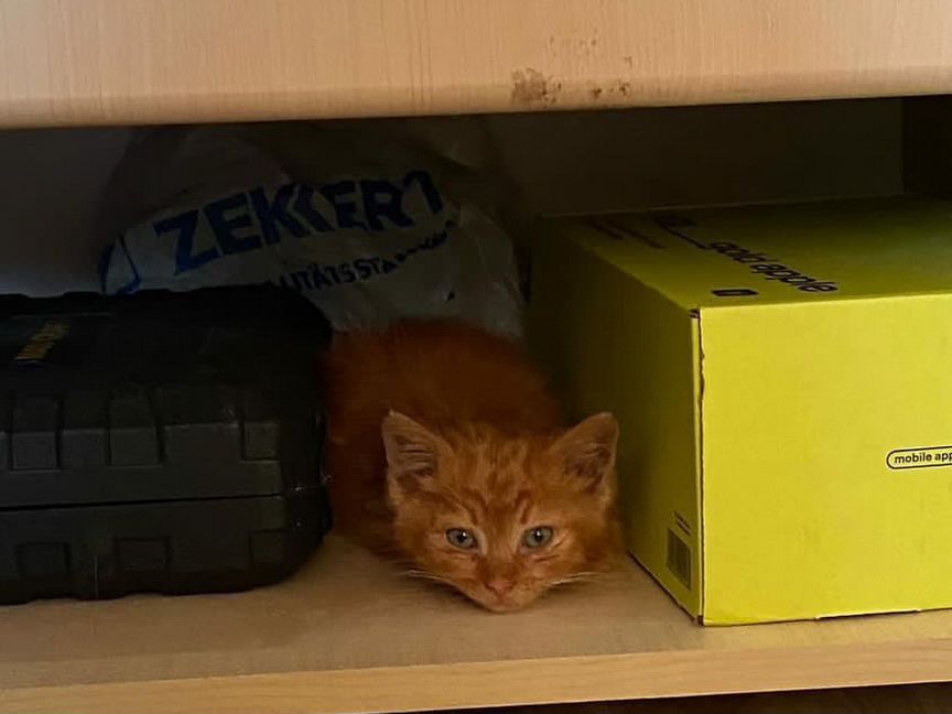 Котенок в самые добрые руки