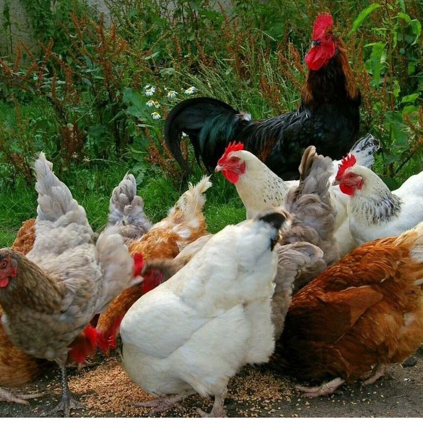 Куриный помëт бесплатно