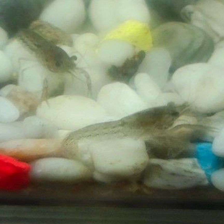 Раки мальки