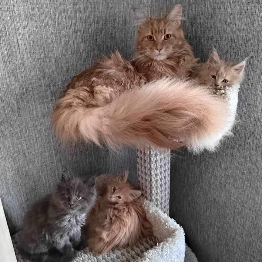 Котята Мейн-кун