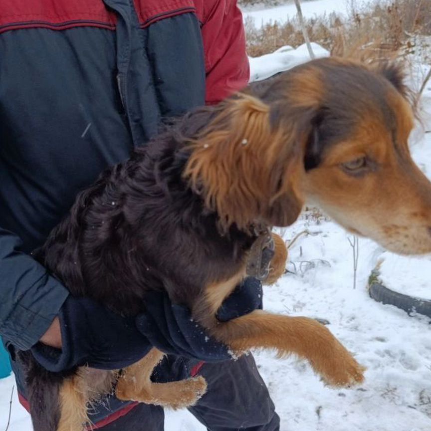 Щенок в добрые руки