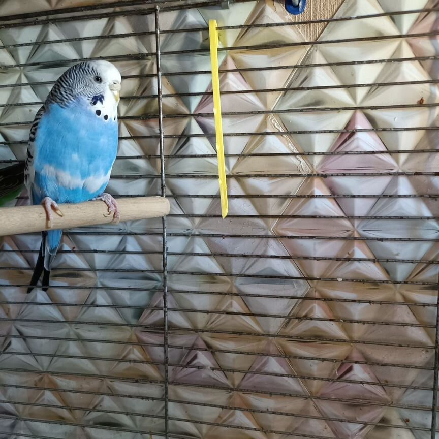 Попугай самочка 2 года