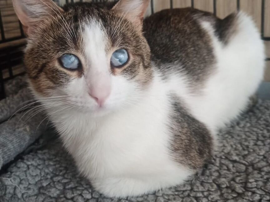 Кот Наум очень ждет