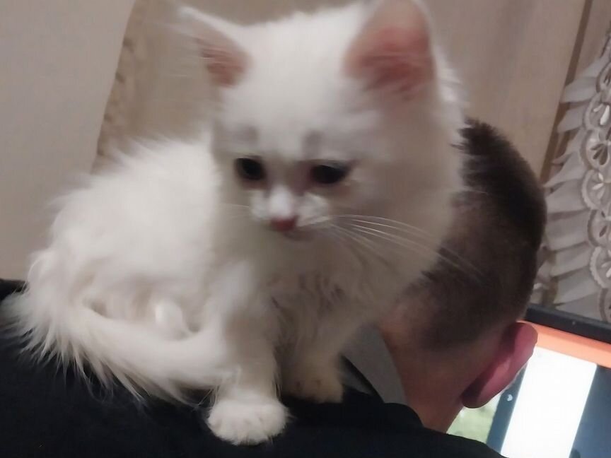 Кошки в добрые руки бесплатно