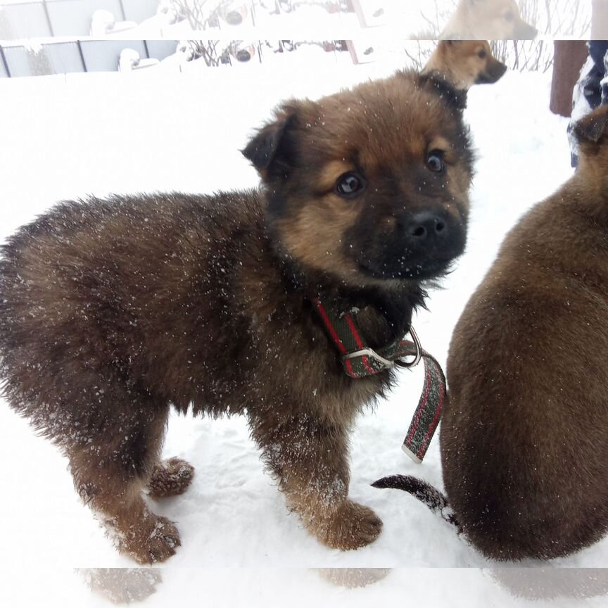 Отдаём щеночка в добрые руки