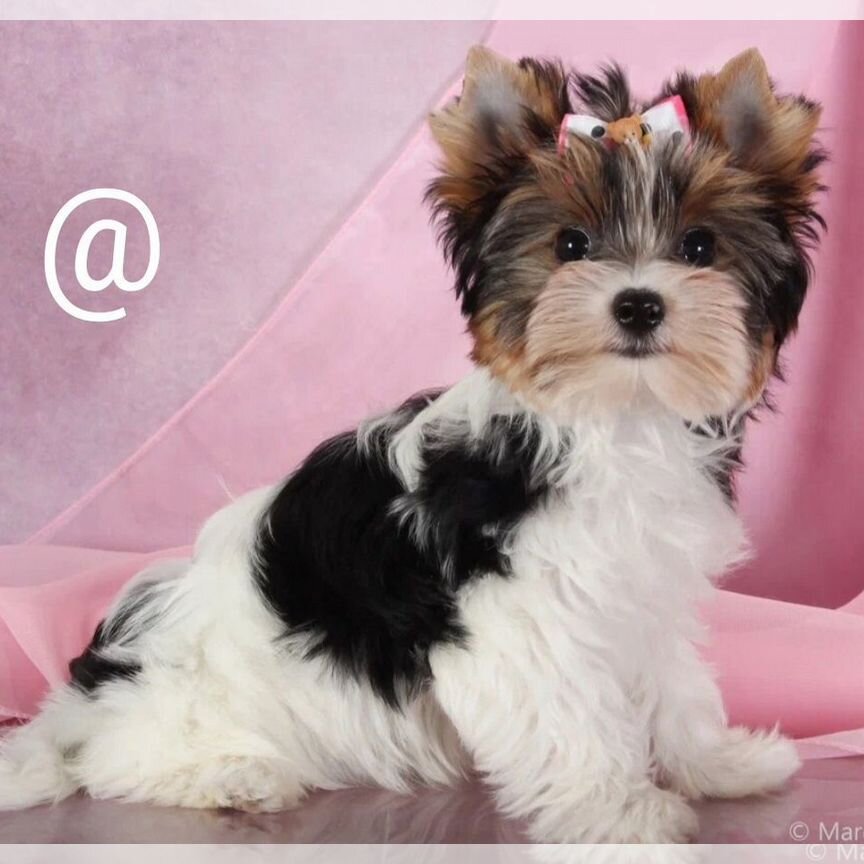 Бивер-йоркширский терьер, щенок