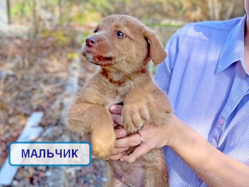 Мальчики 2.5-3 месяца. Нужен дом