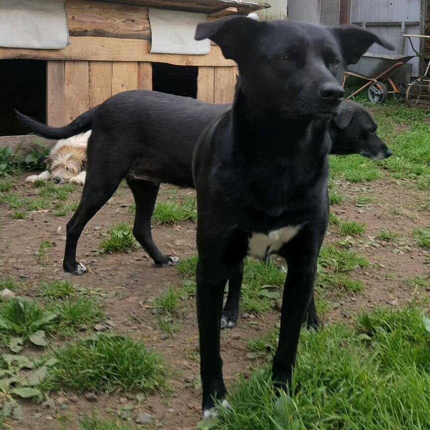 Взрослая собака в добрые руки