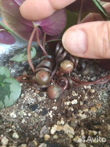 Семена европейского цикламена " purpurascens" купить в Москве | Товары ...