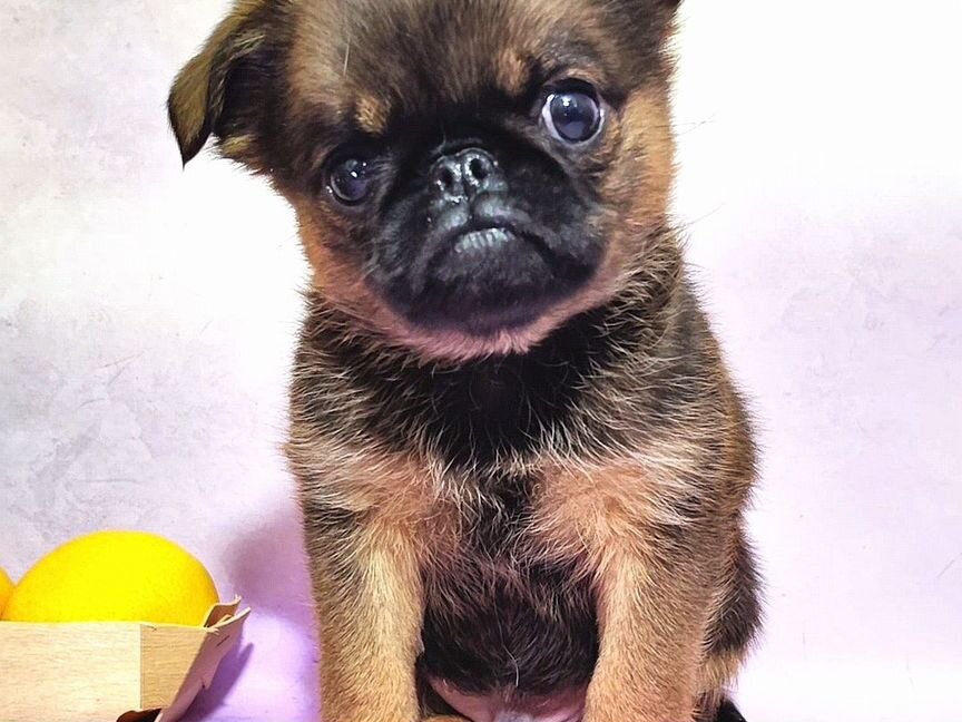 Пти брабансон мальчик