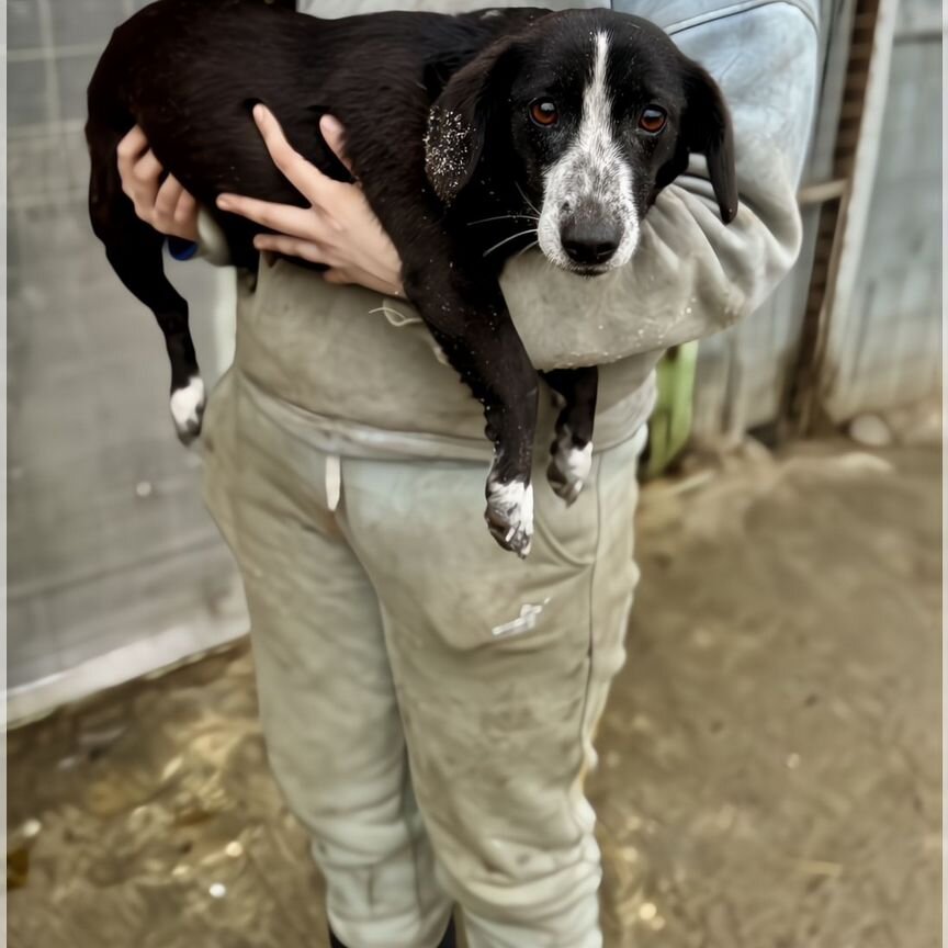 Взрослая собака в добрые руки