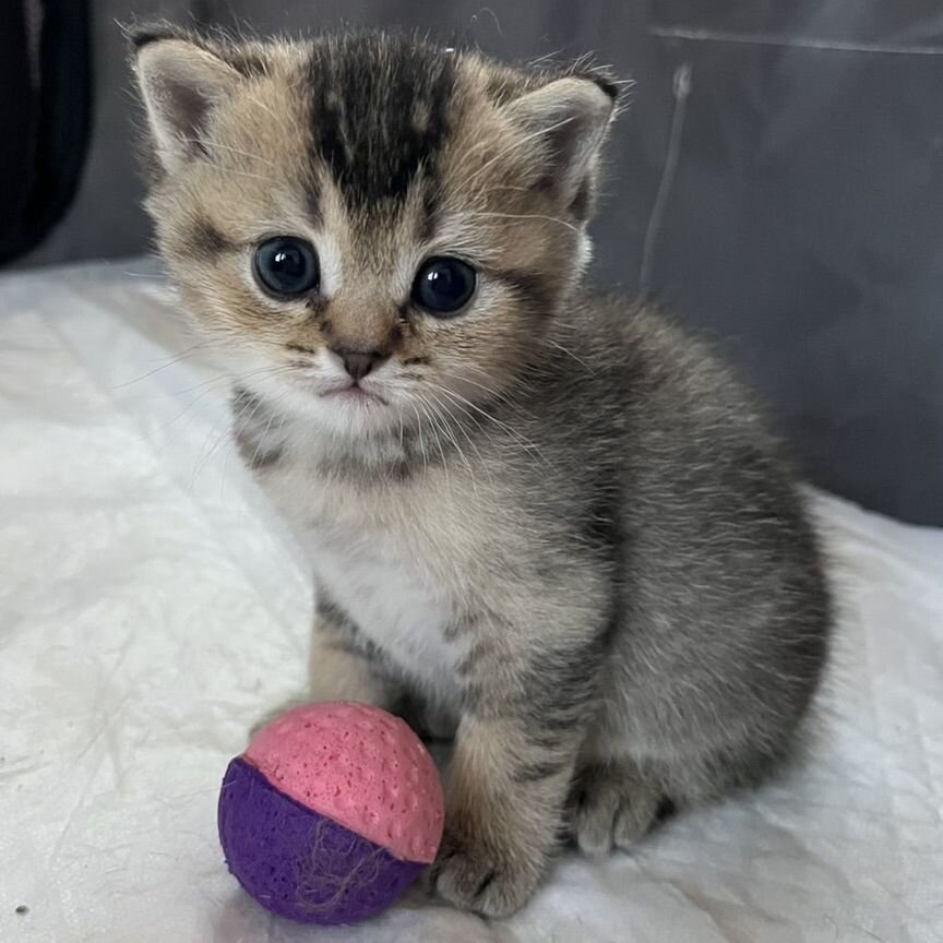 Шотландский вислоухий короткошёрстный котёнок