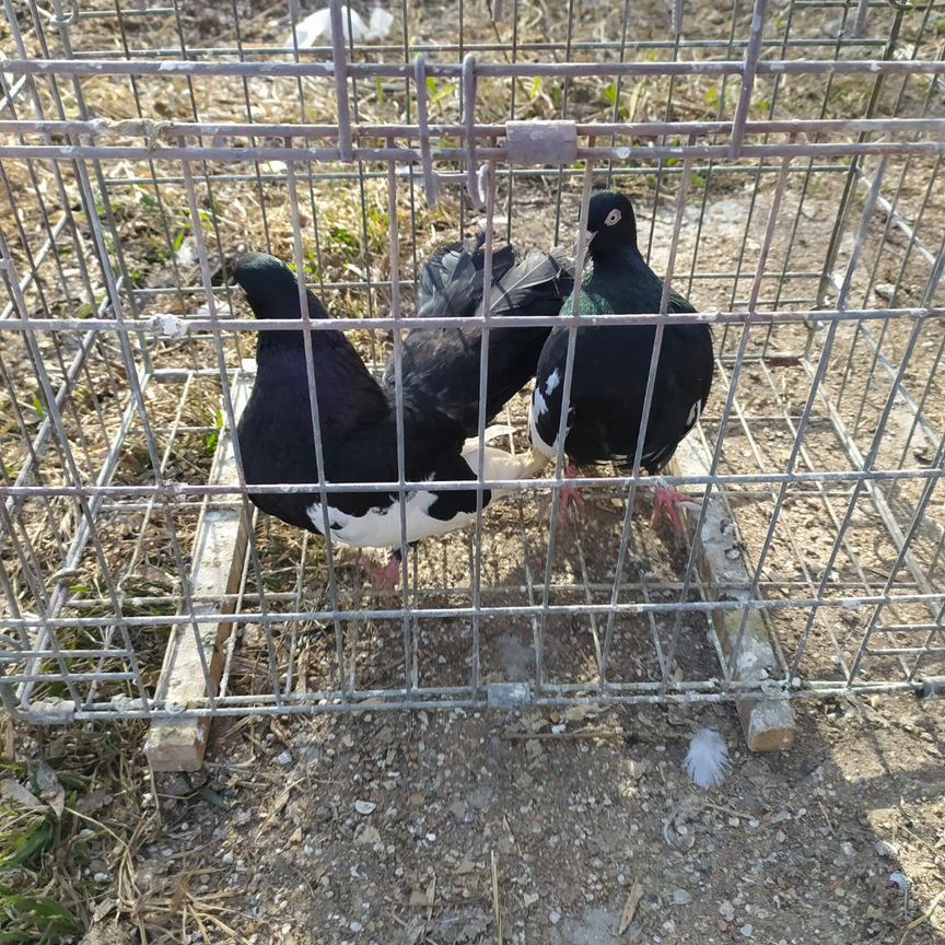 Голуби итальянские чайки и сарачата