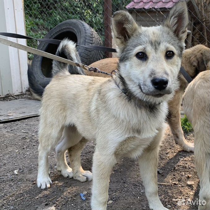 Девочка метис лайки 3,5 месяца