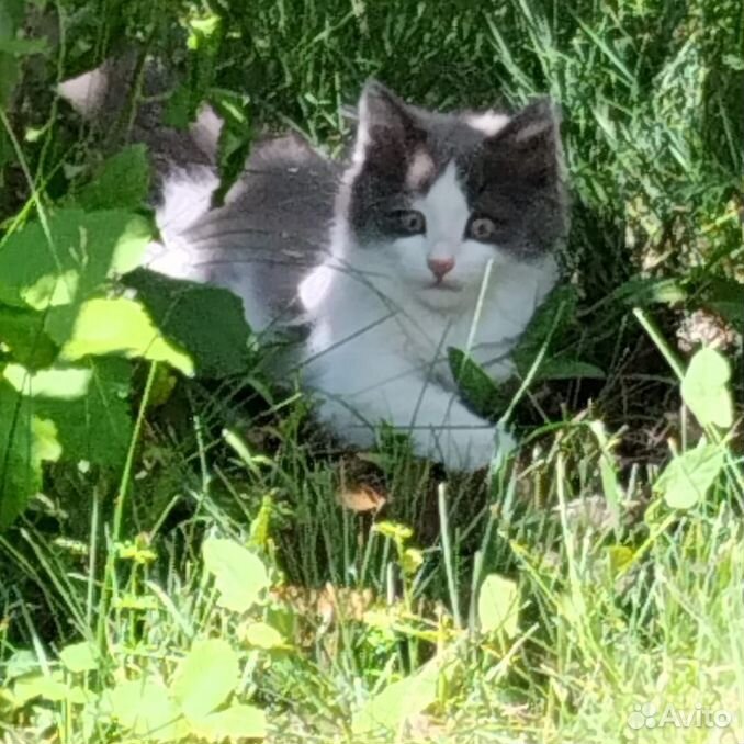 Котёнок или кошечка в дар